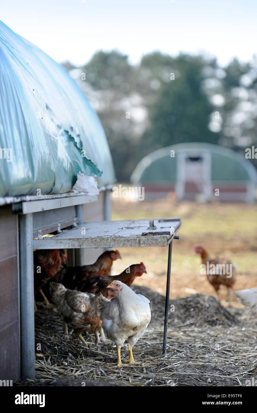Free range chickens moving in and out of portable barns on a poultry ...