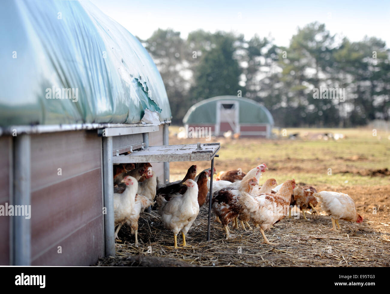 Free range chickens moving in and out of portable barns on a poultry ...