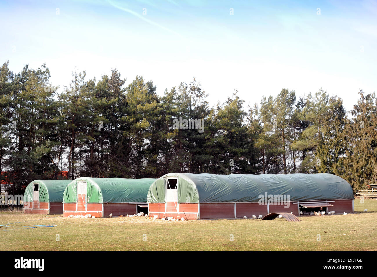 Free range chickens moving in and out of portable barns on a poultry ...