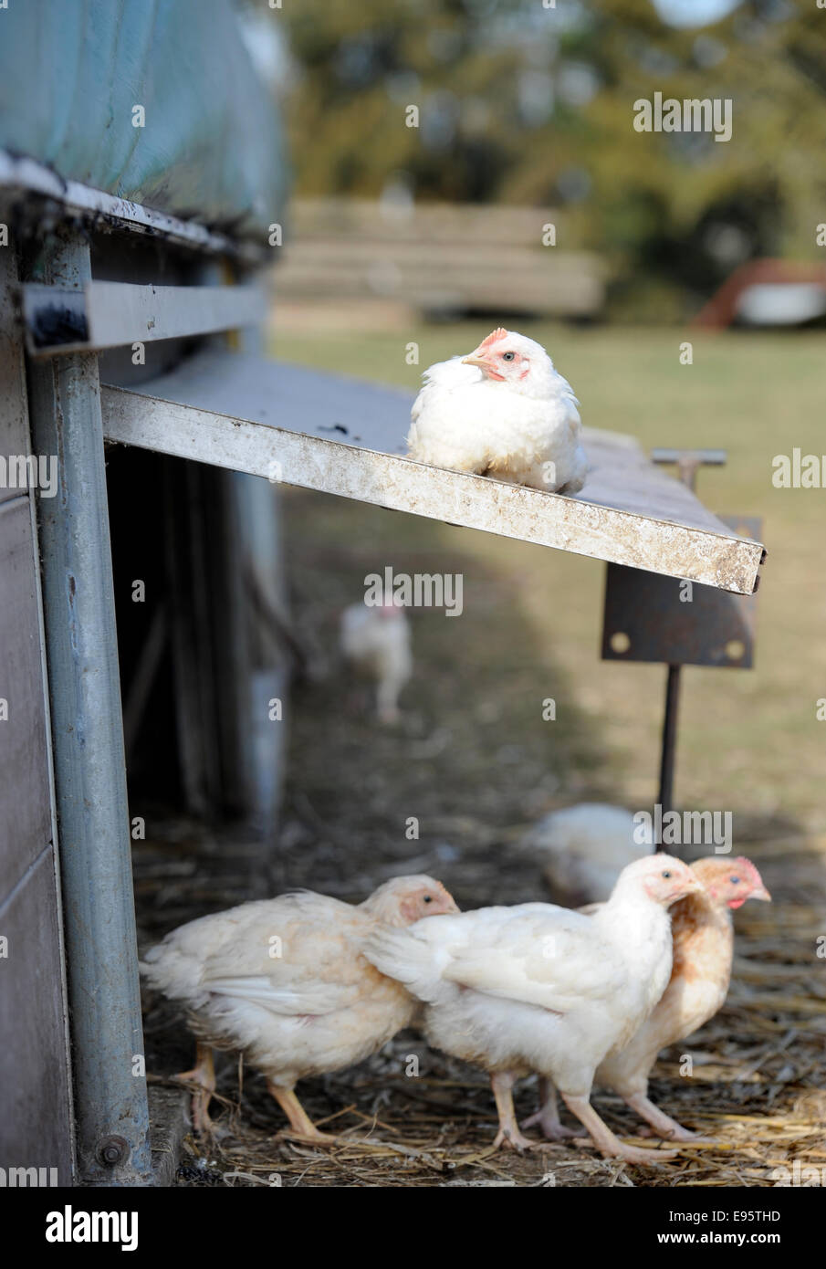 Free range chickens moving in and out of portable barns on a poultry ...