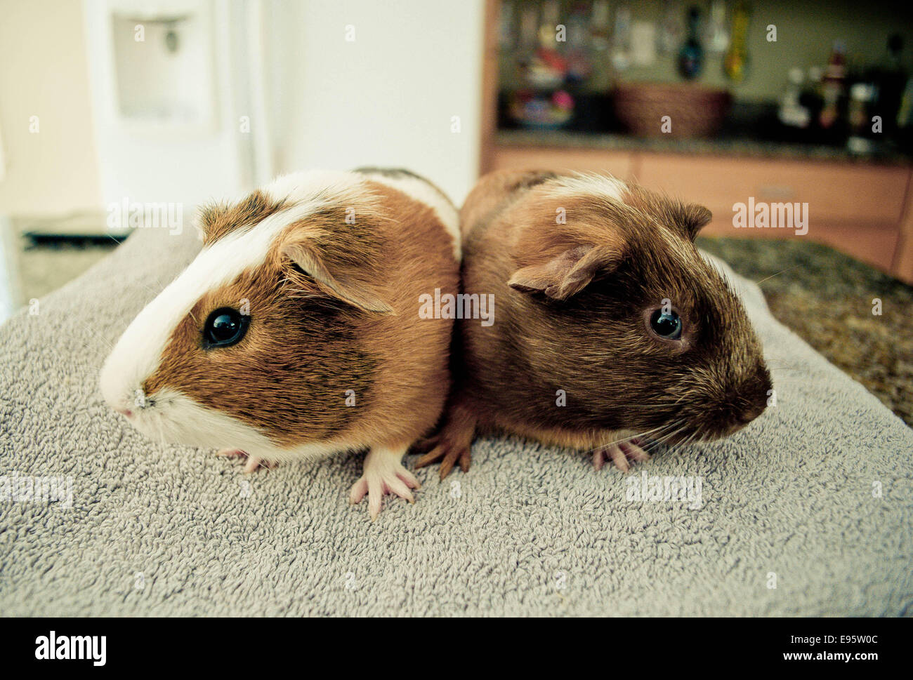 Guinea pigs close up Stock Photo - Alamy
