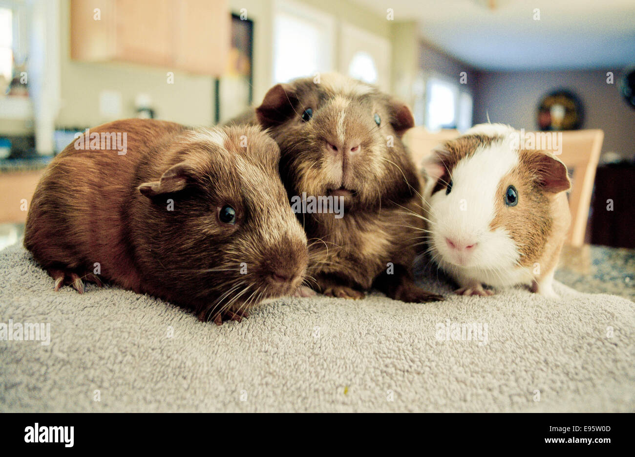 Pets Stock Photos & Images from Alamy