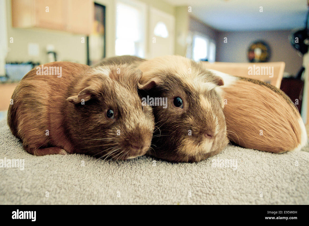Guinea pigs close up Stock Photo - Alamy