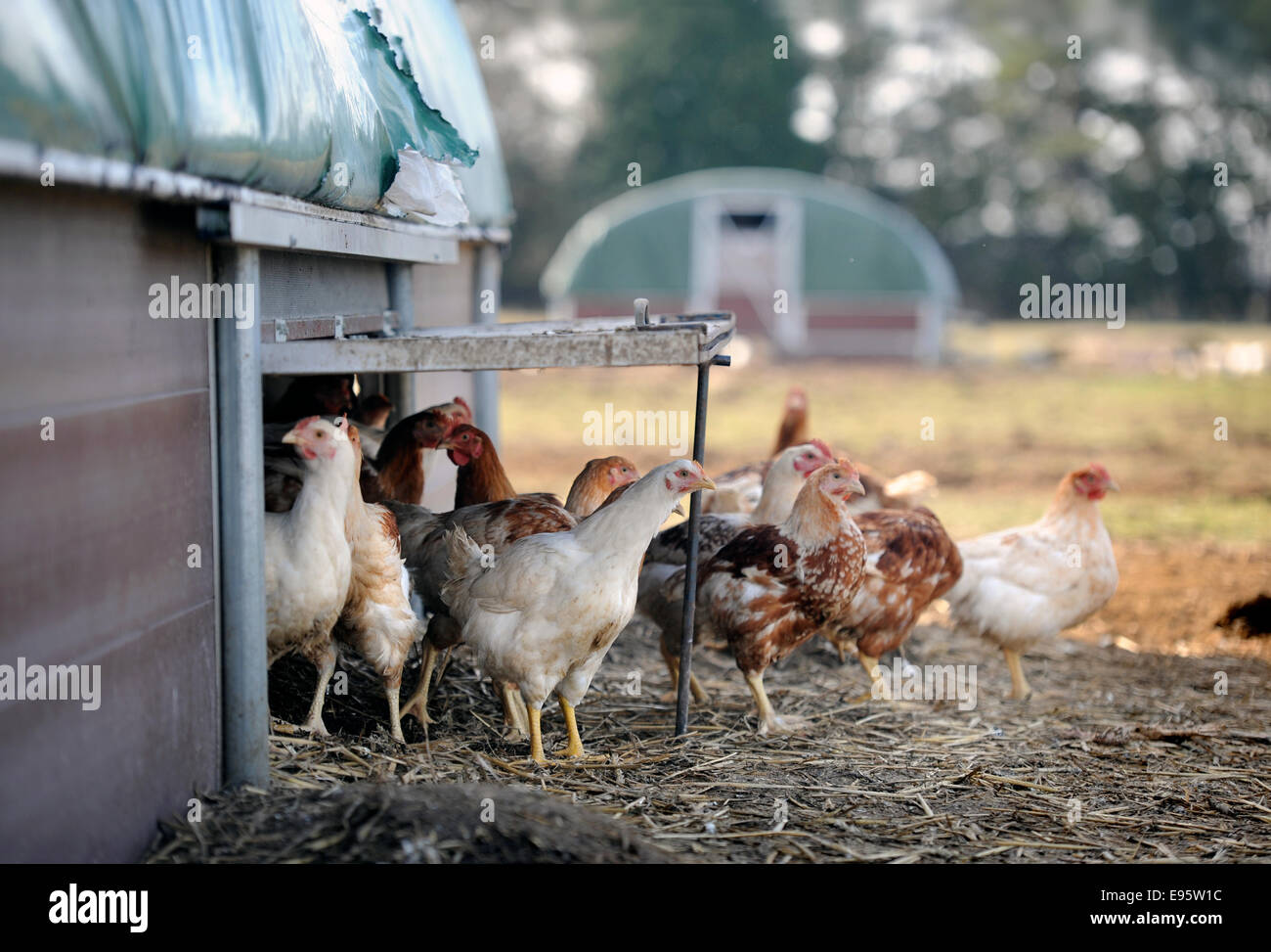 Free range chickens moving in and out of portable barns on a poultry ...