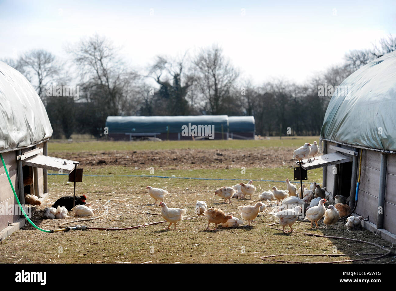 Free range chickens moving in and out of portable barns on a poultry ...