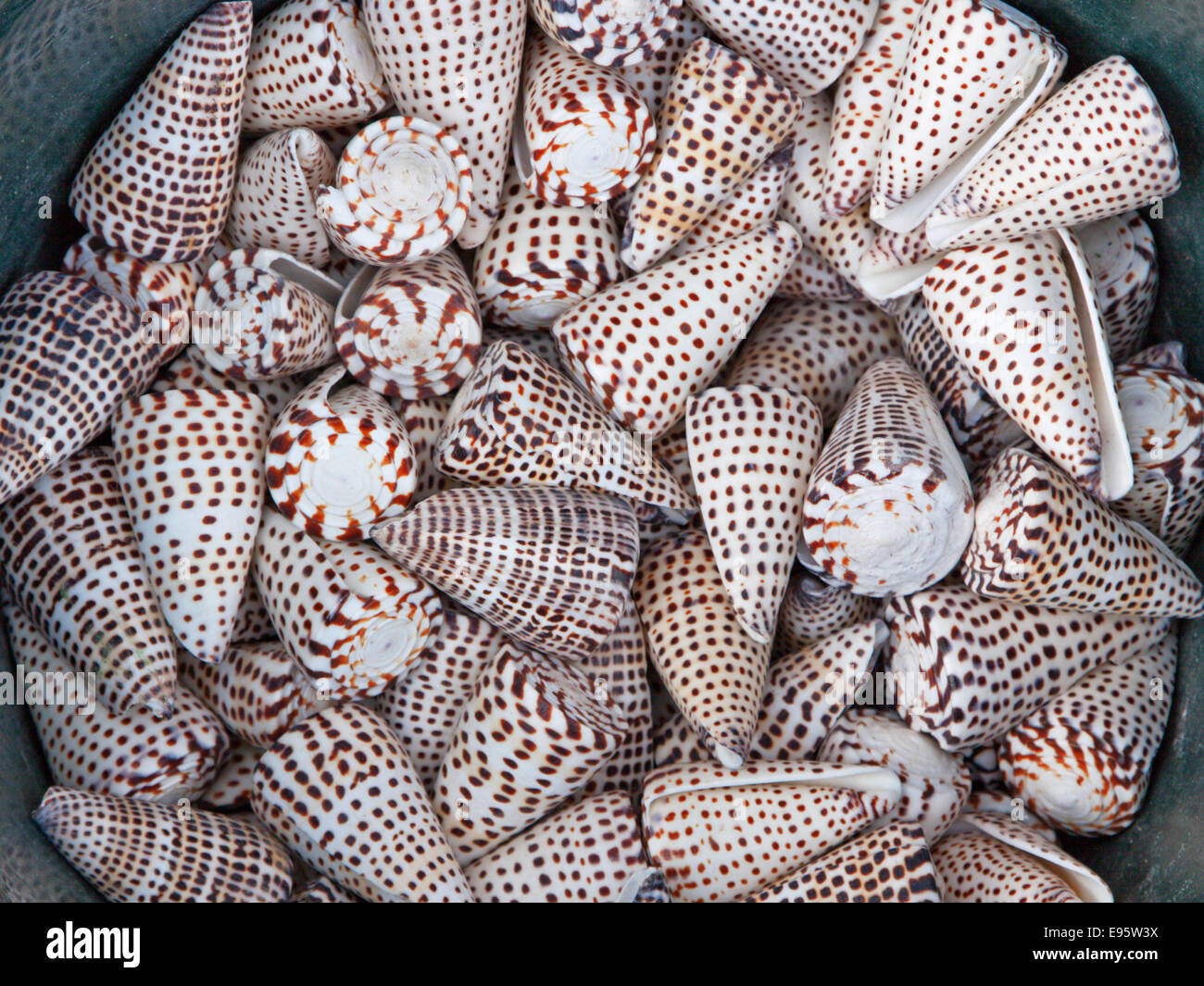 Seashells Uk Stock Photos & Seashells Uk Stock Images - Alamy