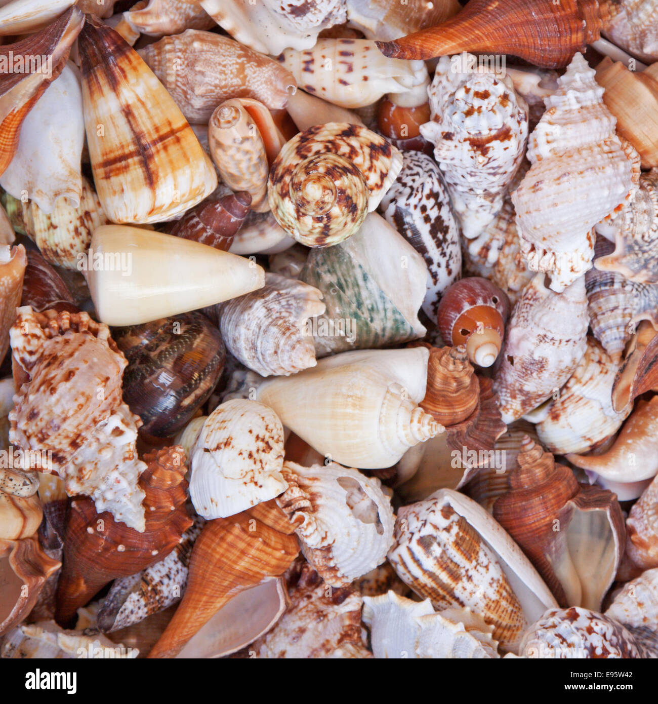 A variety of sea shells collected on the North Devon coastline UK Stock ...