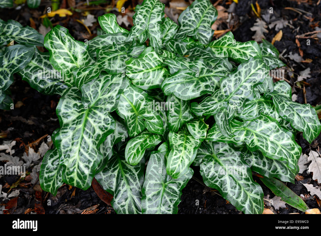 Arum Italicum