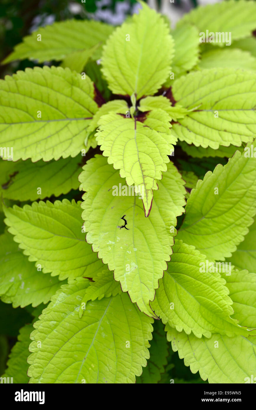 Solenostemon Pineapple Beauty Syn Coleus golden coloured colored leaves ...