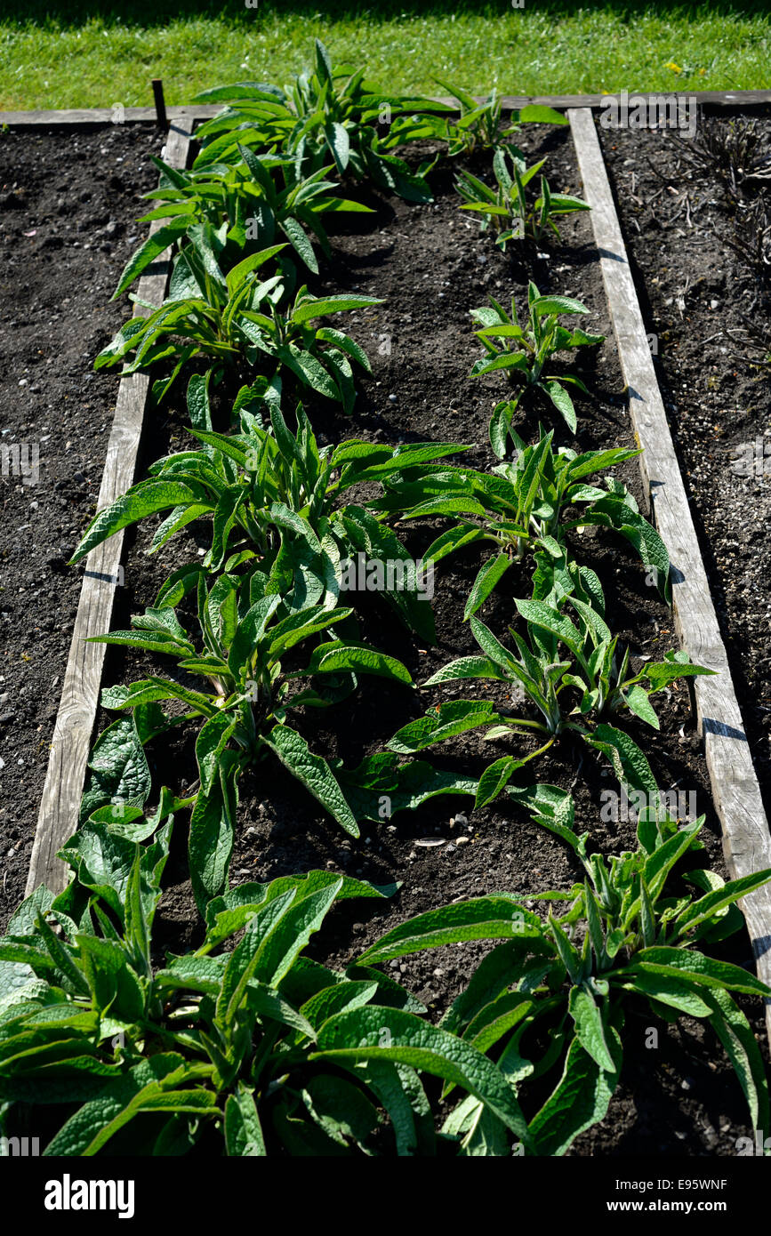Raised bed plant hi-res stock photography and images - Alamy