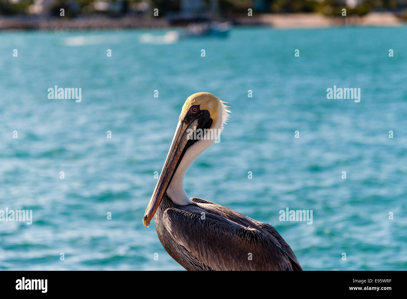 US, Florida, Key West. Adult Brown Pelican Stock Photo - Alamy