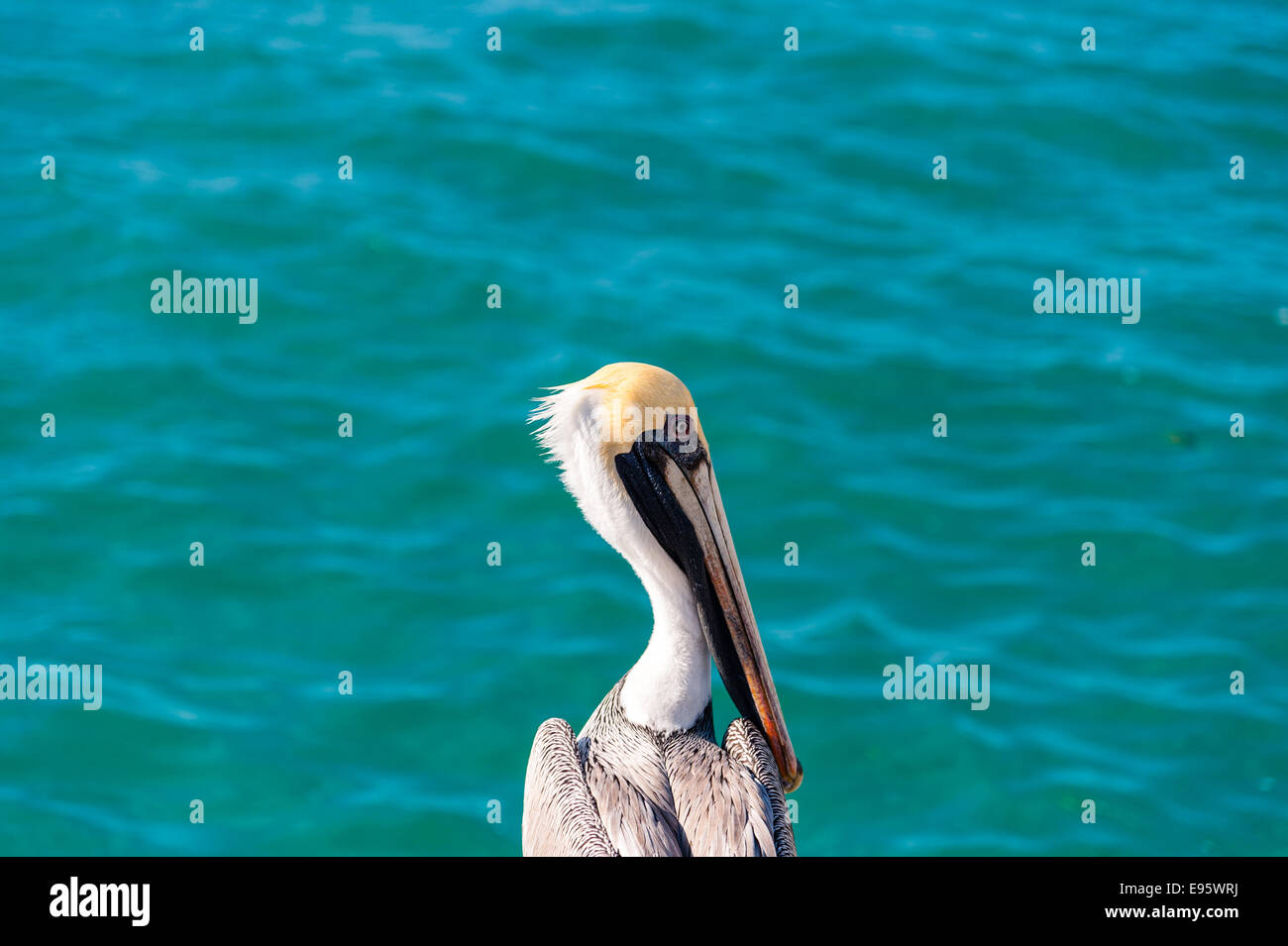 Animals birds florida keys hi-res stock photography and images - Alamy