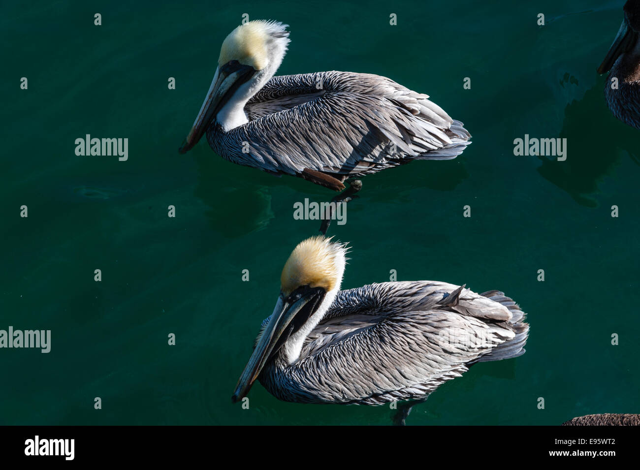 US, Florida, Key West. Adult Brown Pelicans Stock Photo - Alamy