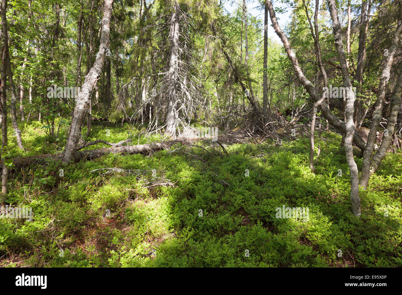 Galliformes nest hi-res stock photography and images - Alamy