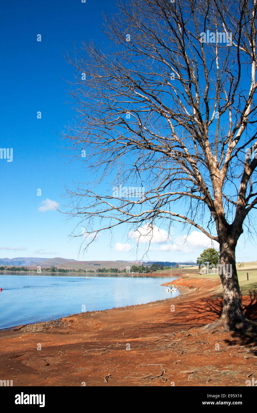 leafless tree on the banks of Midmar dam Stock Photo - Alamy