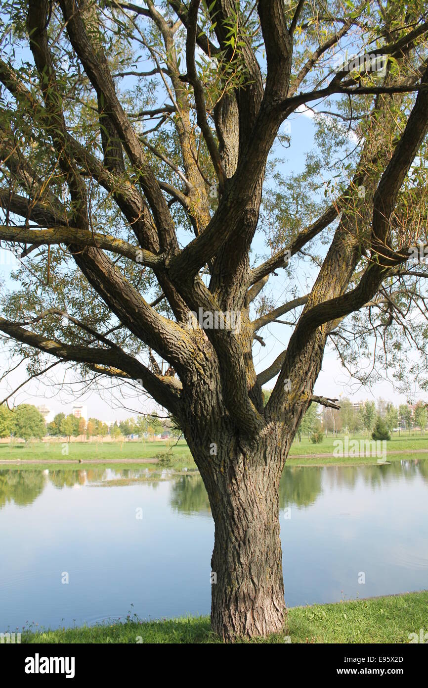 beautiful old tree with big crown nice shadow in summer day Stock Photo ...