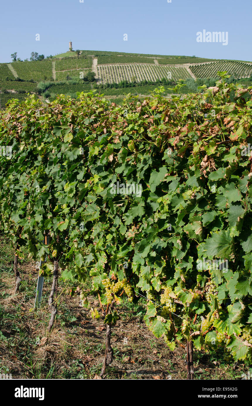 Italy,panorama of vineyards of Piedmont: Langhe-Roero and Monferrato on ...