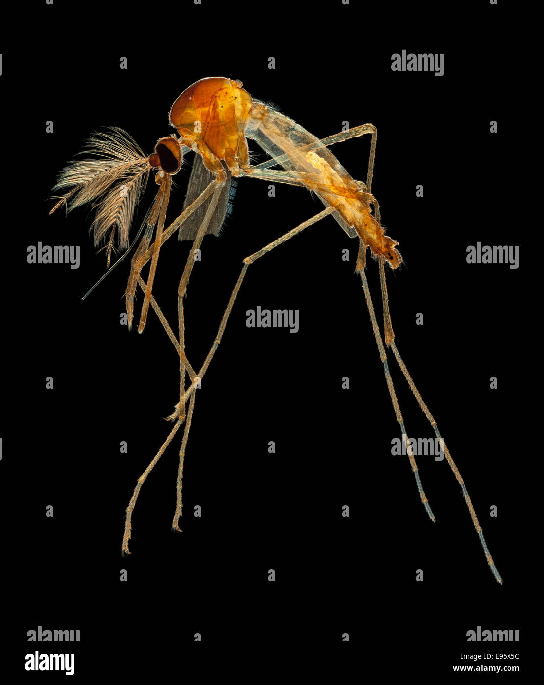 Male mosquito hi-res stock photography and images - Alamy