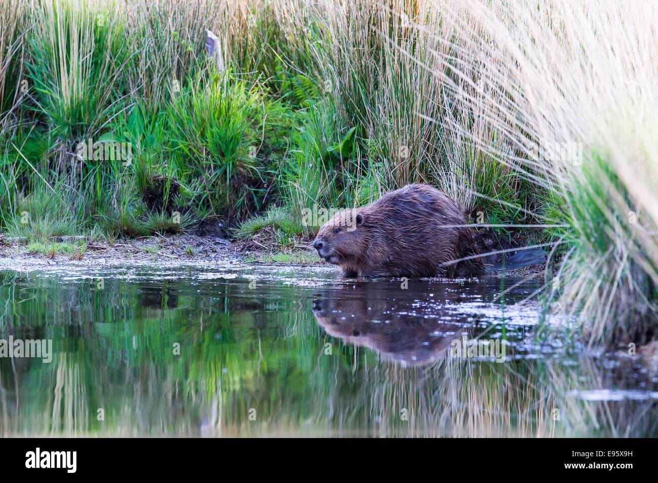 A European beaver. The mammal lives in a large, controlled space in mid ...