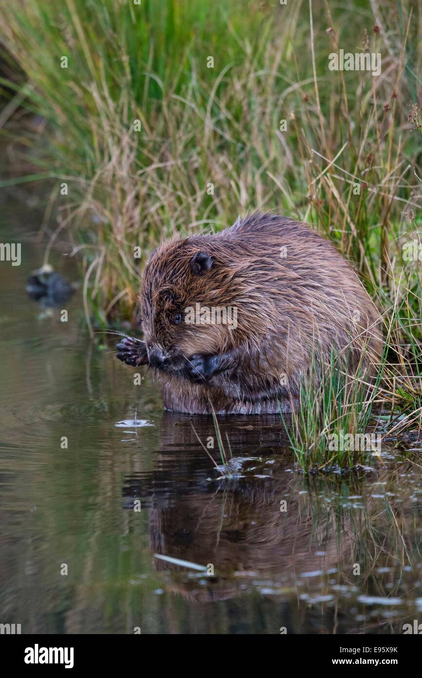 A European beaver. The mammal lives in a large, controlled space in mid ...