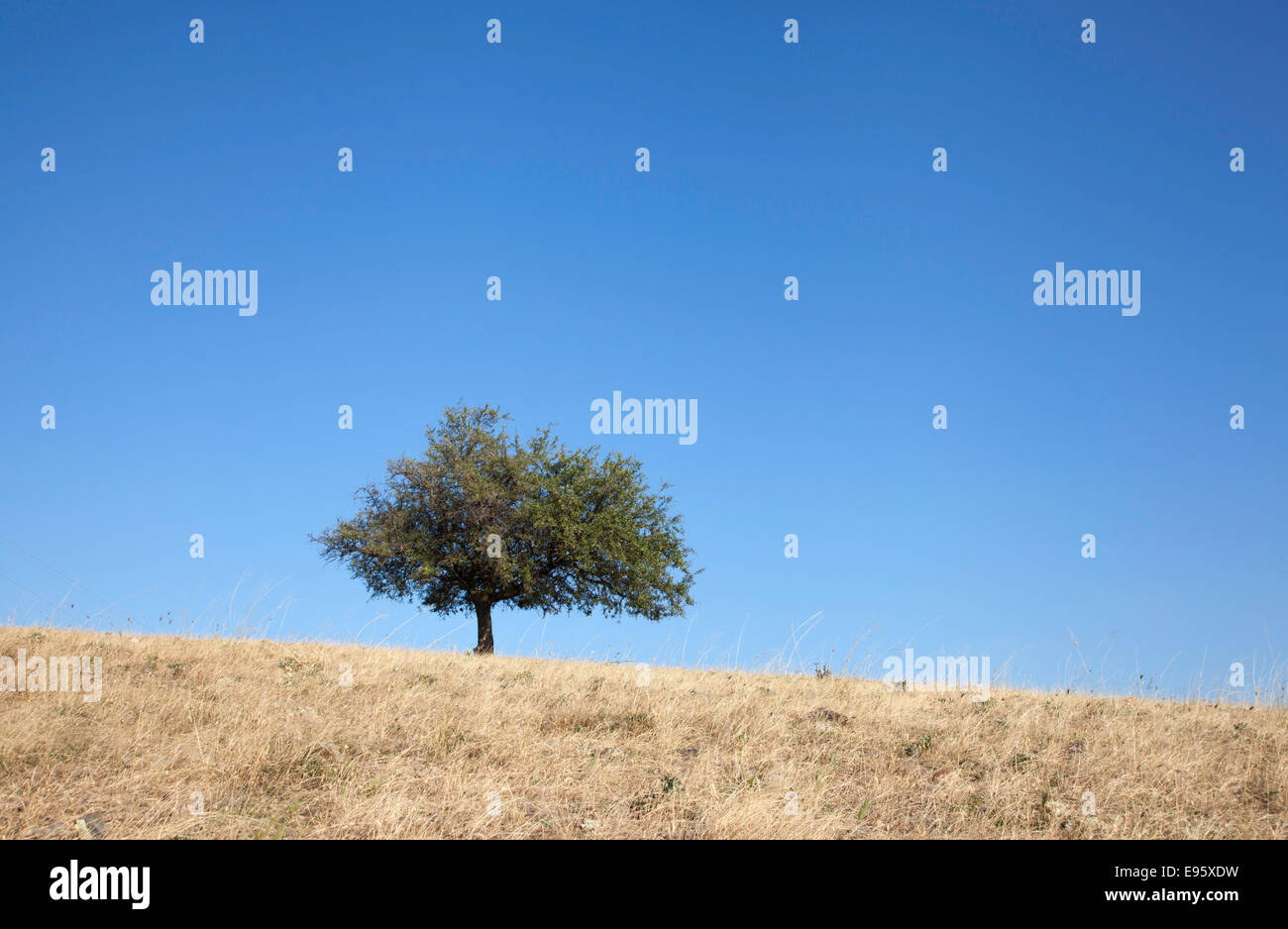 A lonely tree in a protected park in South Bulgaria Stock Photo - Alamy