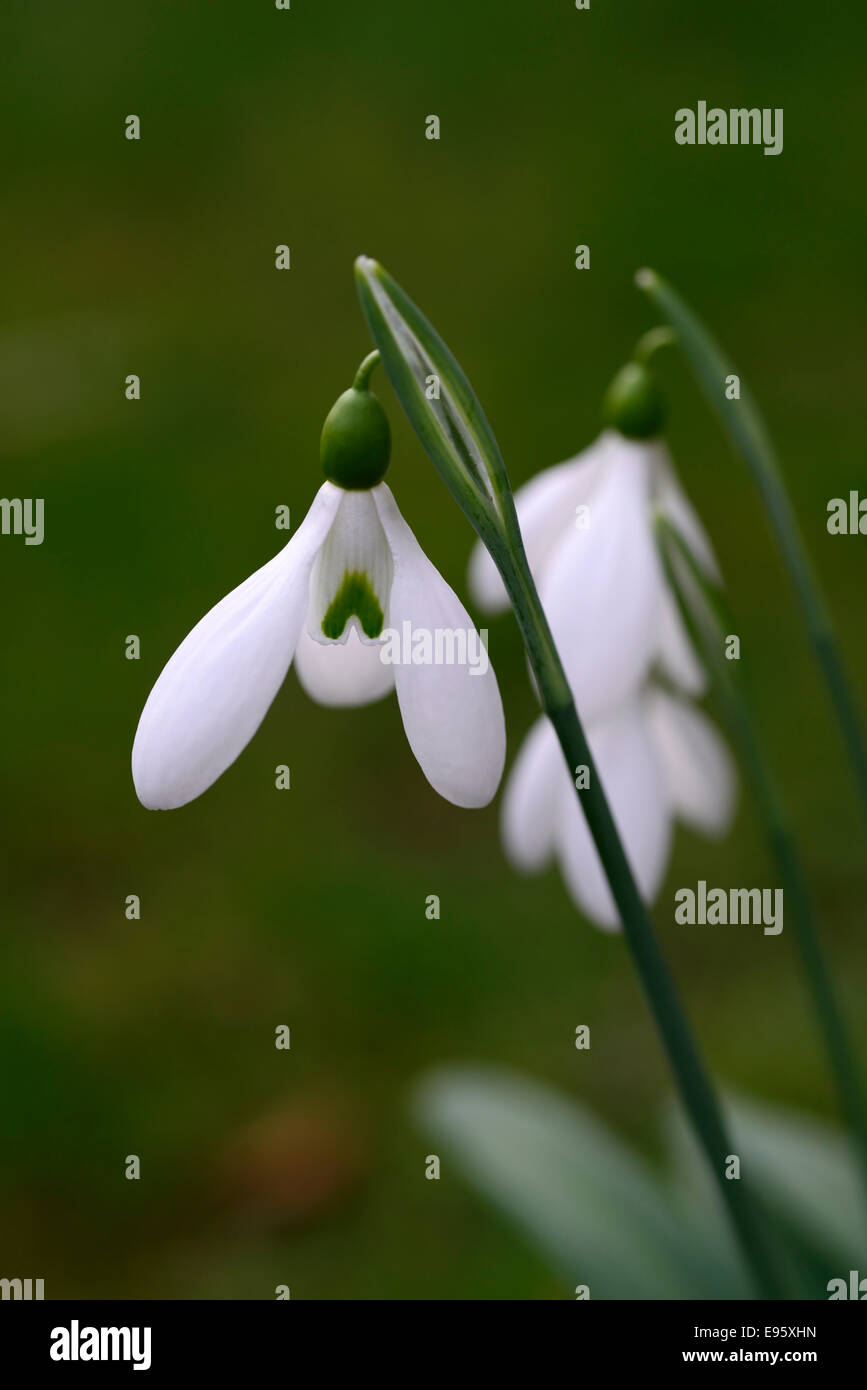 galanthus plicatus colossus snowdrop snowdrops plant portraits white ...