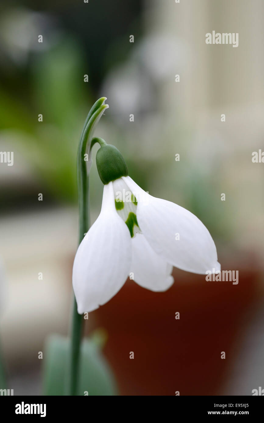 galanthus elwesii grumpy snowdrop snowdrops winter closeup plant ...
