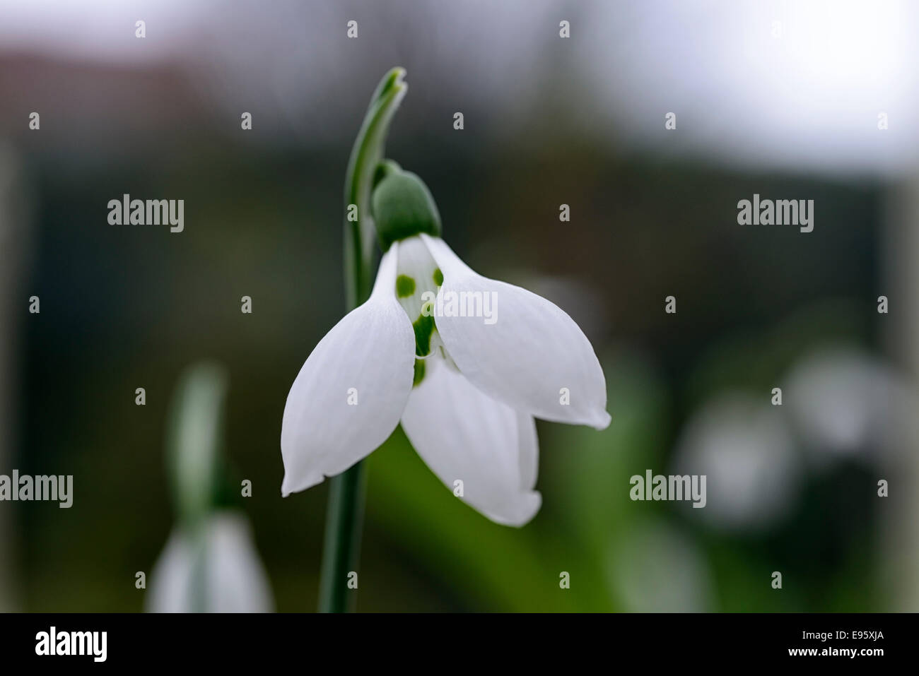 galanthus elwesii grumpy snowdrop snowdrops winter closeup plant ...