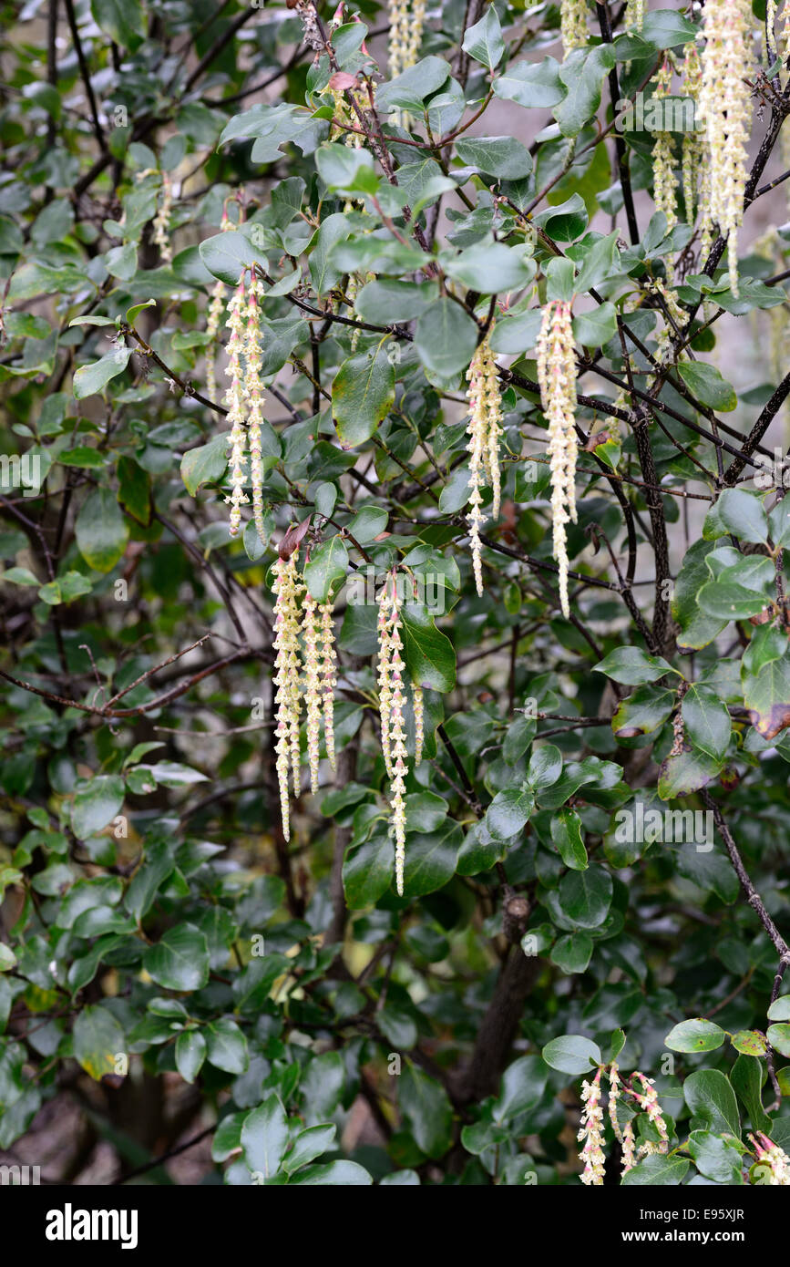 garrya x issaquahensis glasnevin wine catkins tassel brush spring ...