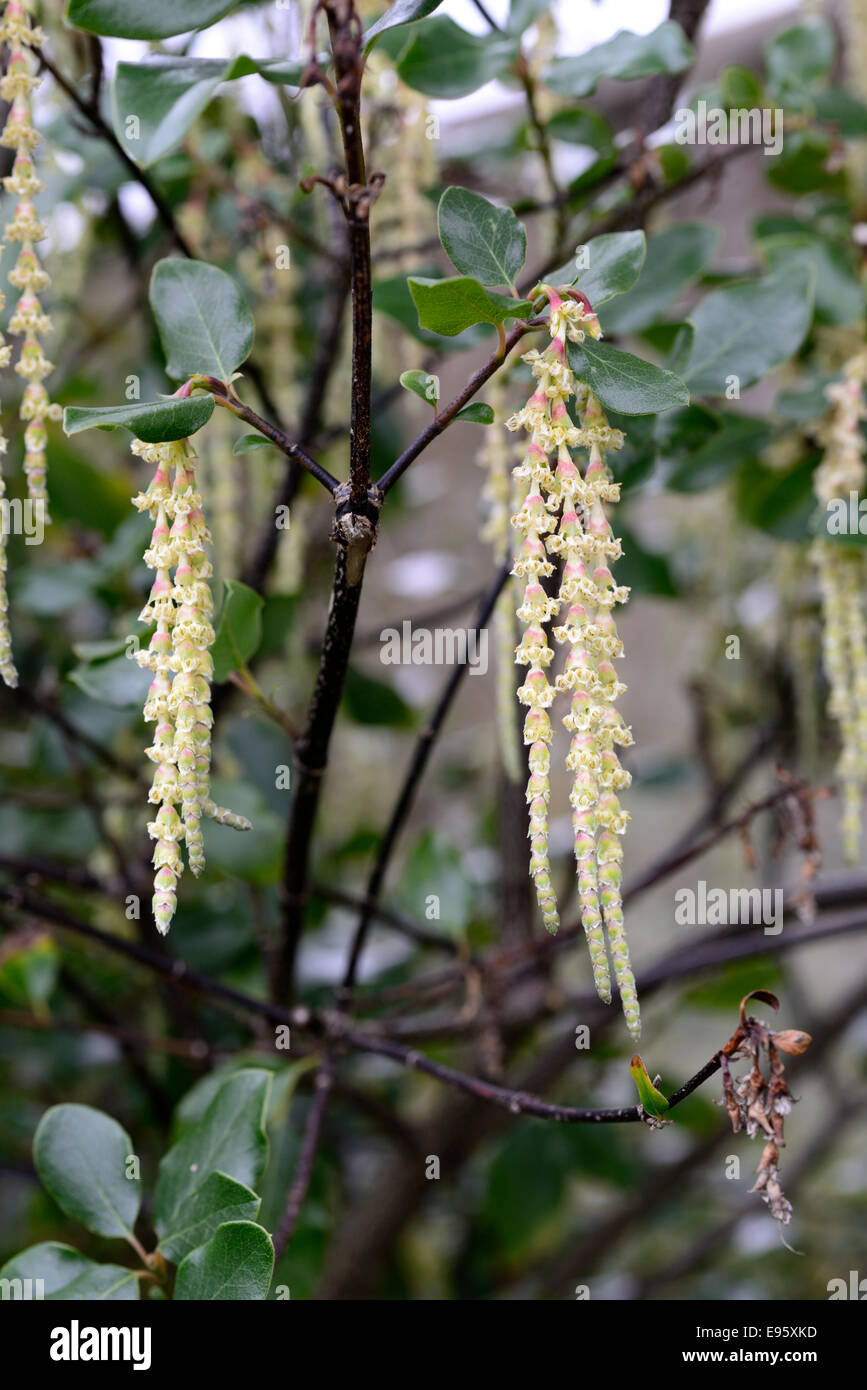 garrya x issaquahensis glasnevin wine catkins tassel brush spring ...