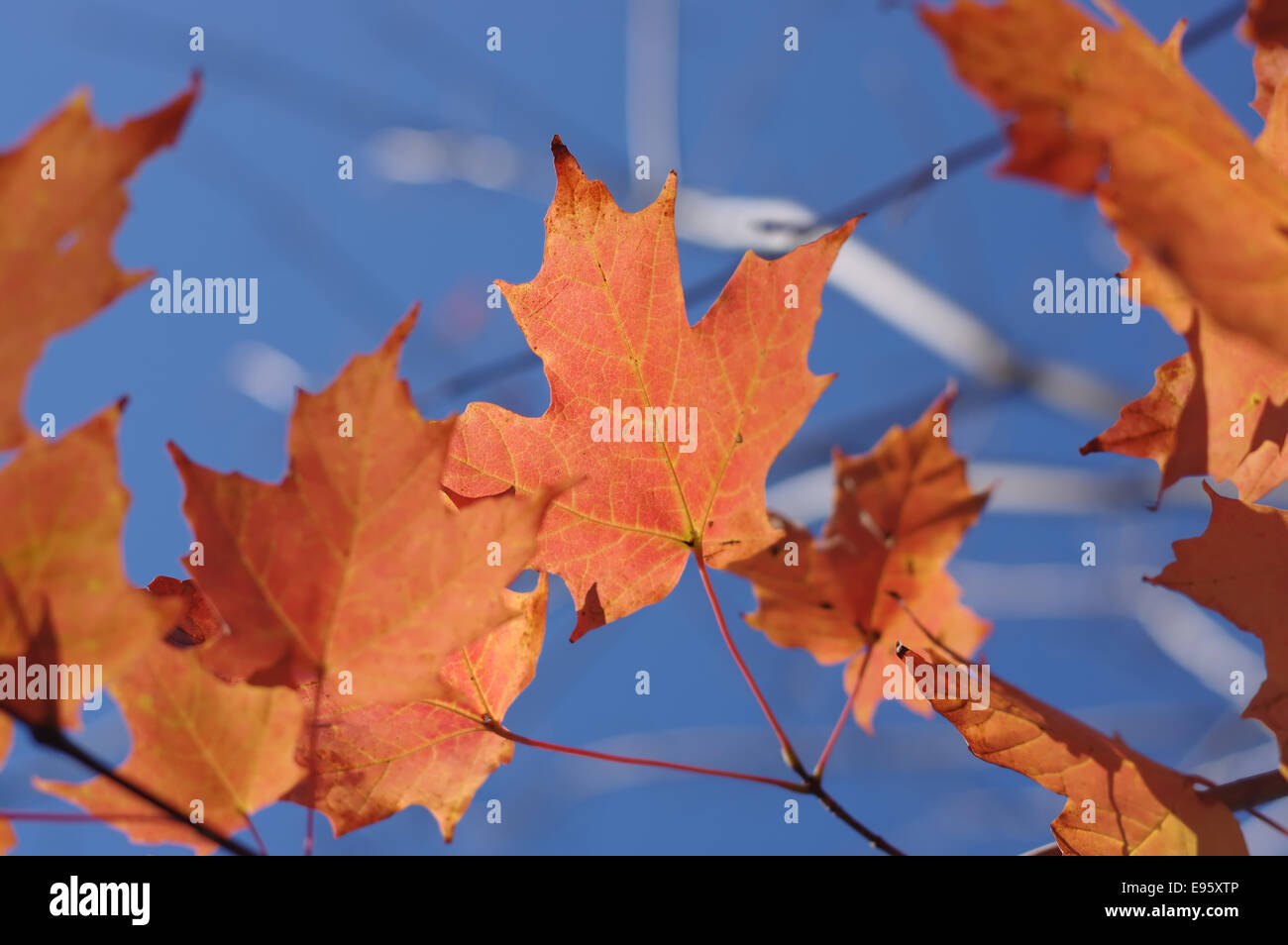 Autumn leaves - maple Stock Photo - Alamy