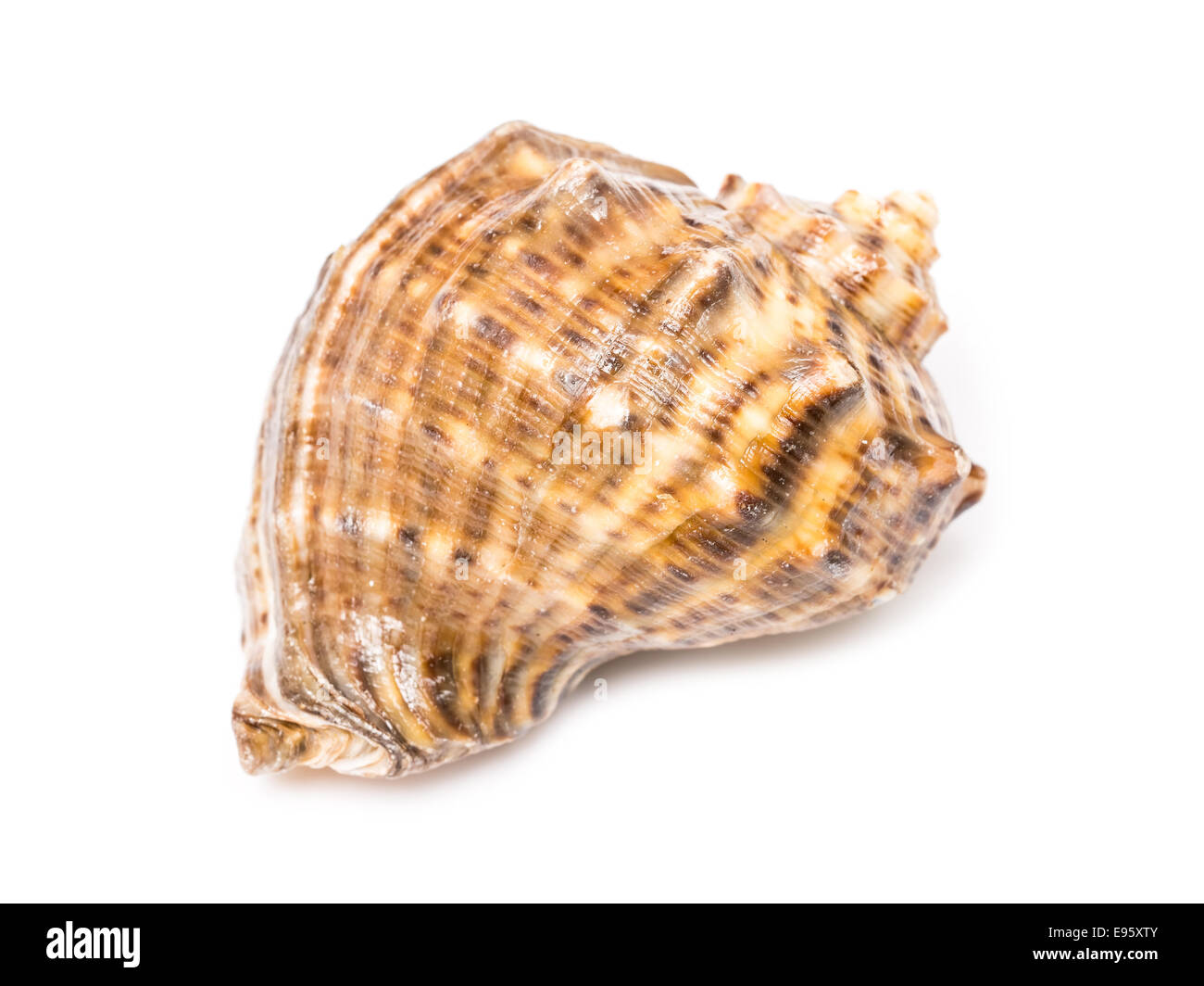 Prehistoric marine life hi-res stock photography and images - Alamy
