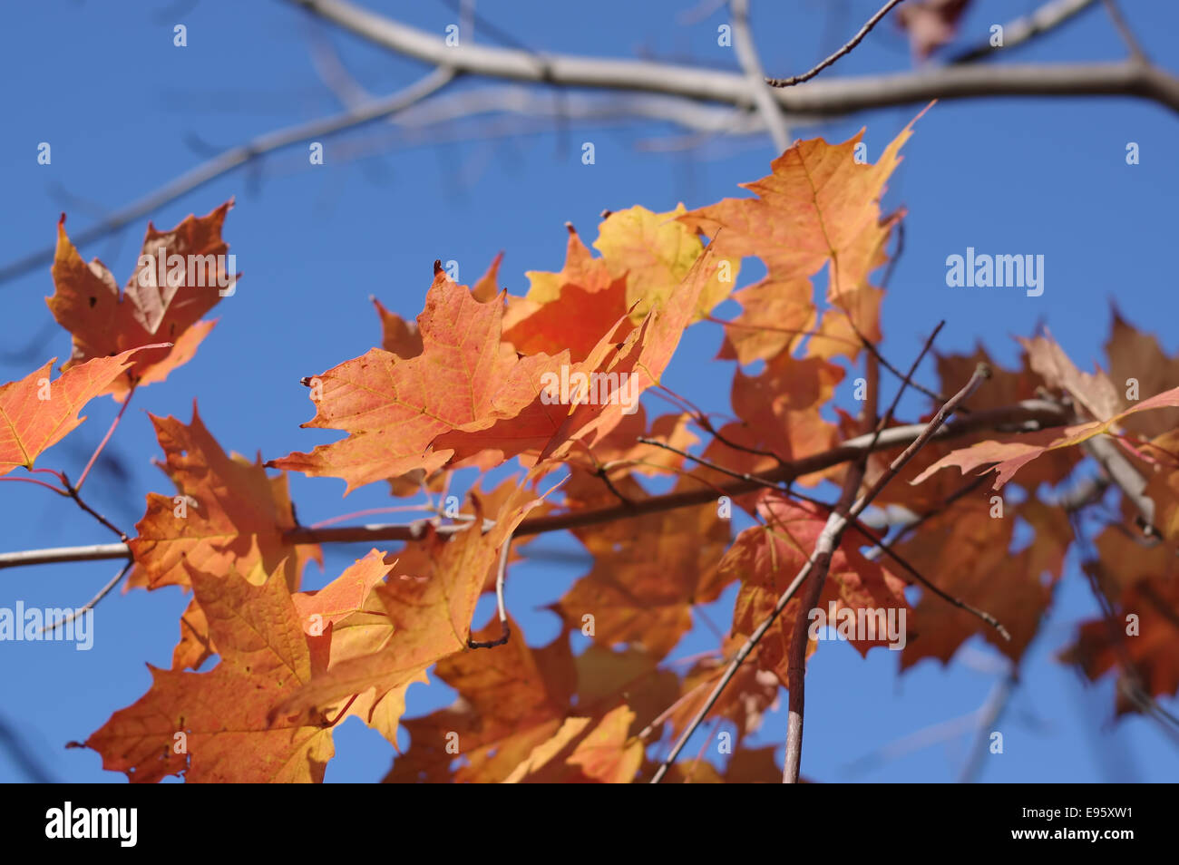 Autumn leaves - maple Stock Photo - Alamy