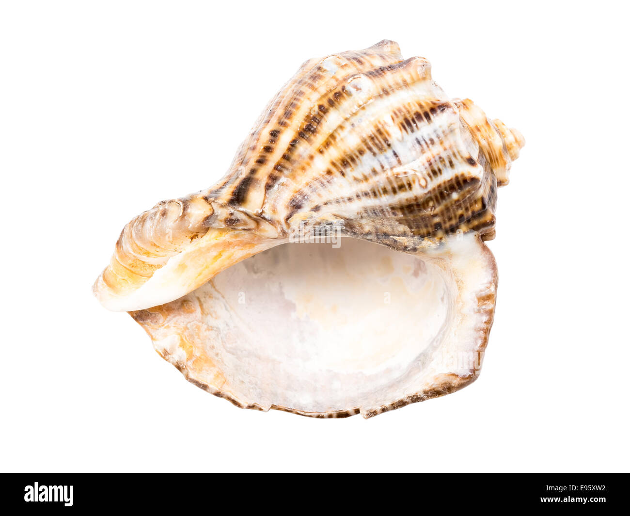 Marine Sea Shell Isolated On White Background Stock Photo - Alamy