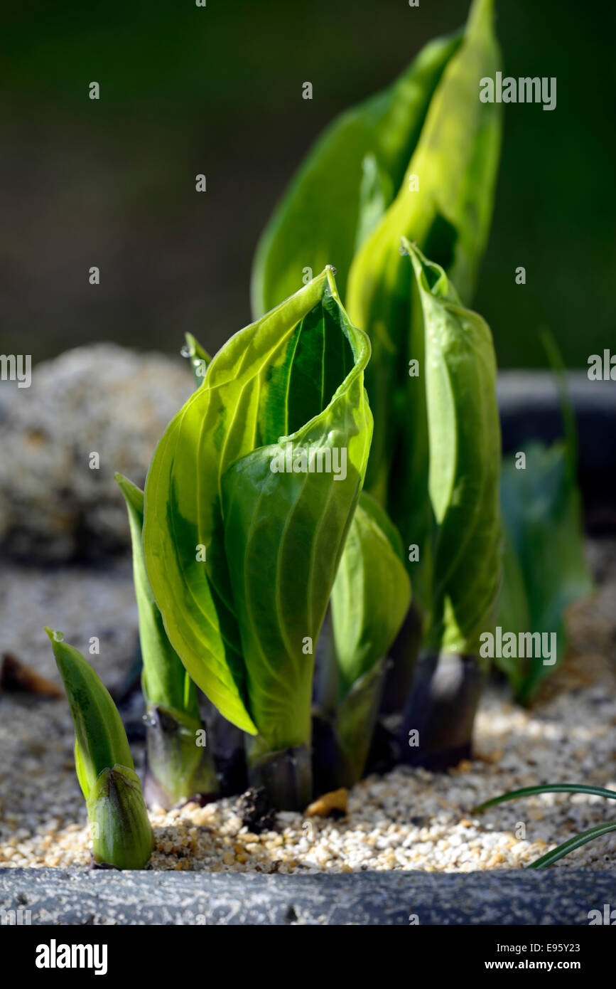 hosta fortunei twilight green variegated foliage leaves shoots new ...