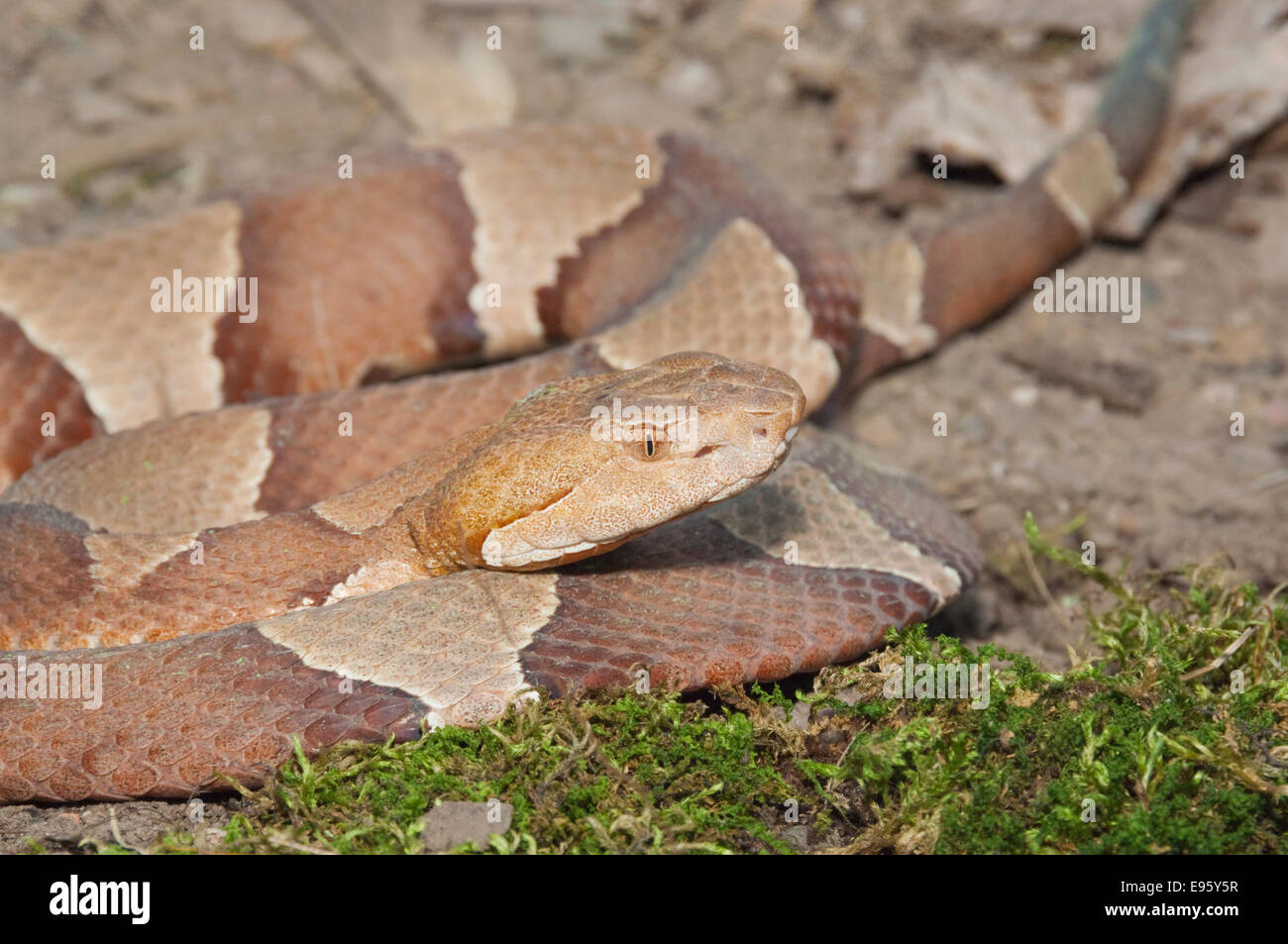 Copperhead snake fangs hi-res stock photography and images - Alamy
