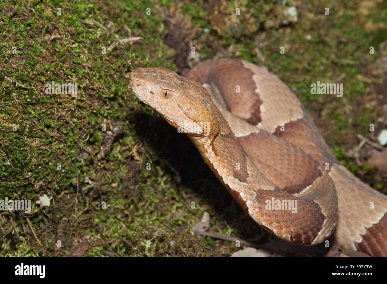 Texas copper head snake hi-res stock photography and images - Alamy