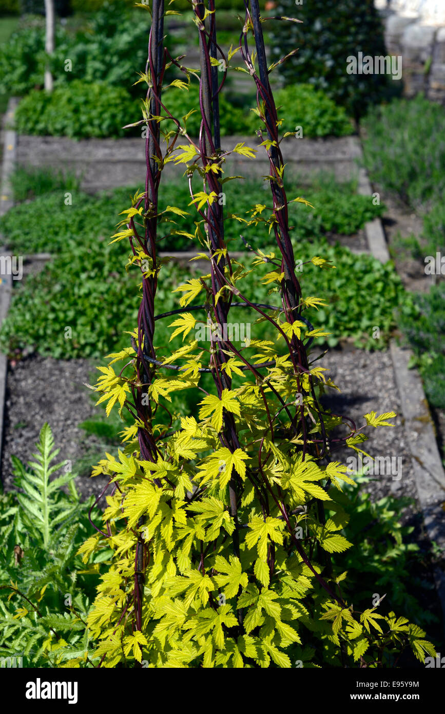 humulus aureus golden hop new growth yellow leaves foliage climb ...