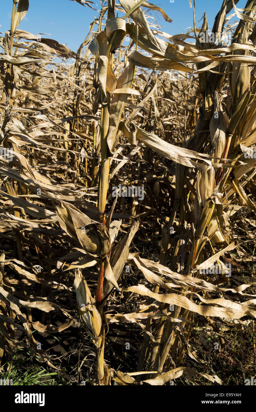 Finger colour hi-res stock photography and images - Alamy