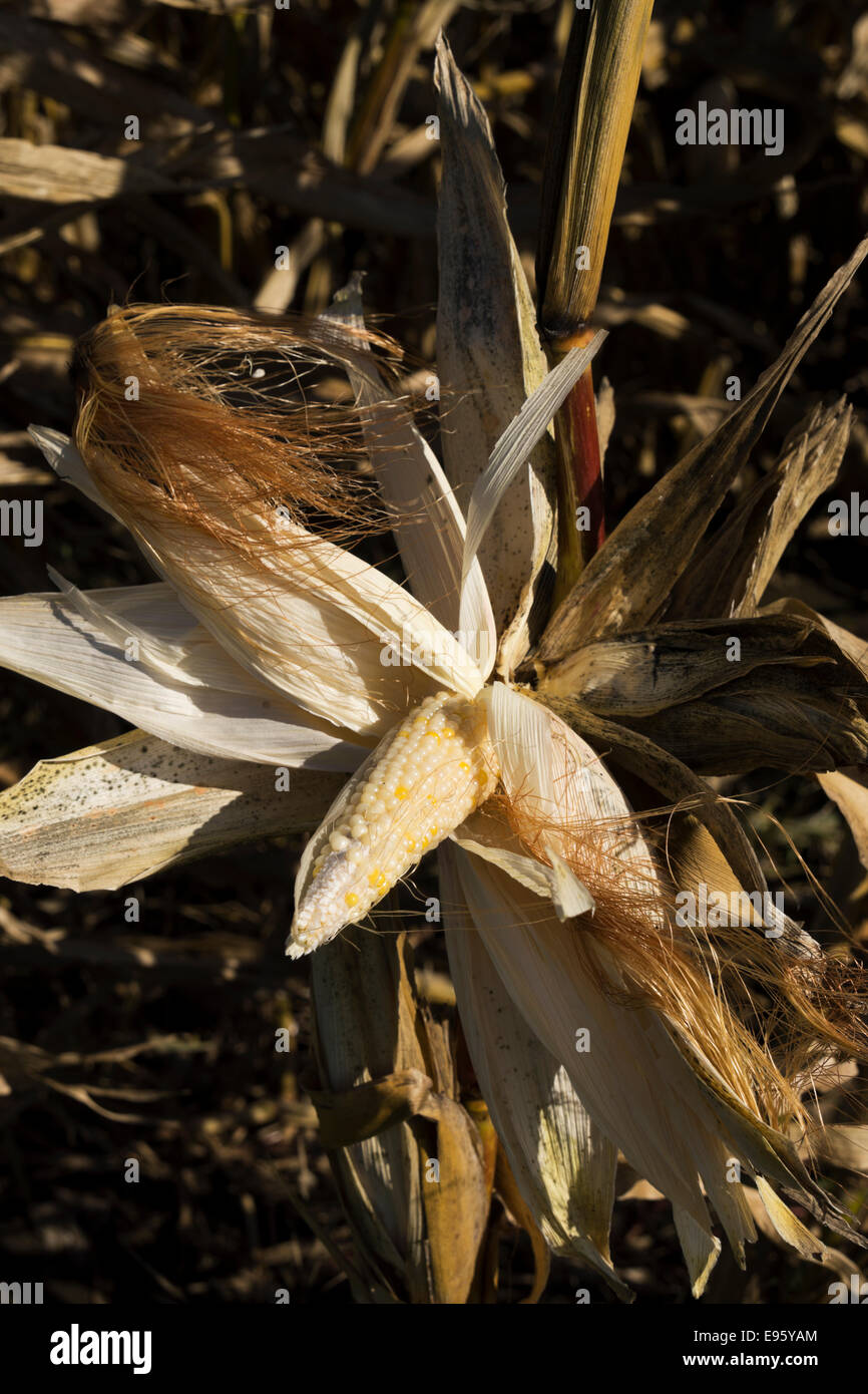 Finger colour hi-res stock photography and images - Alamy