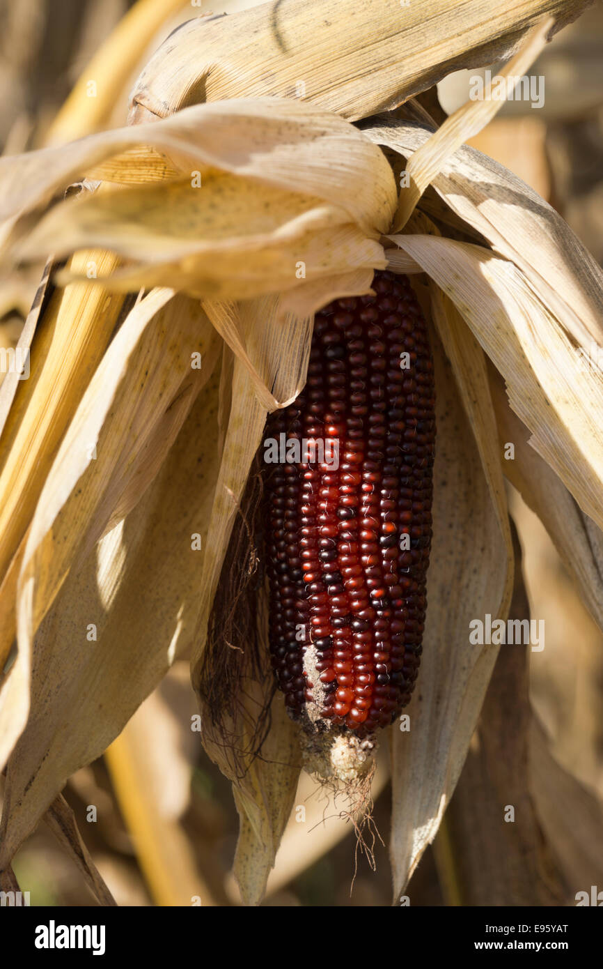 Finger corn on the stalk with leaves open to show kernels on the cob ...
