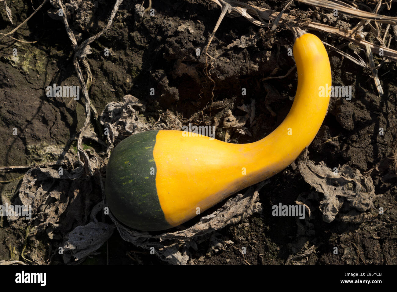 Spoon Gourd clings to a vine after several heavy frosts in a northern ...