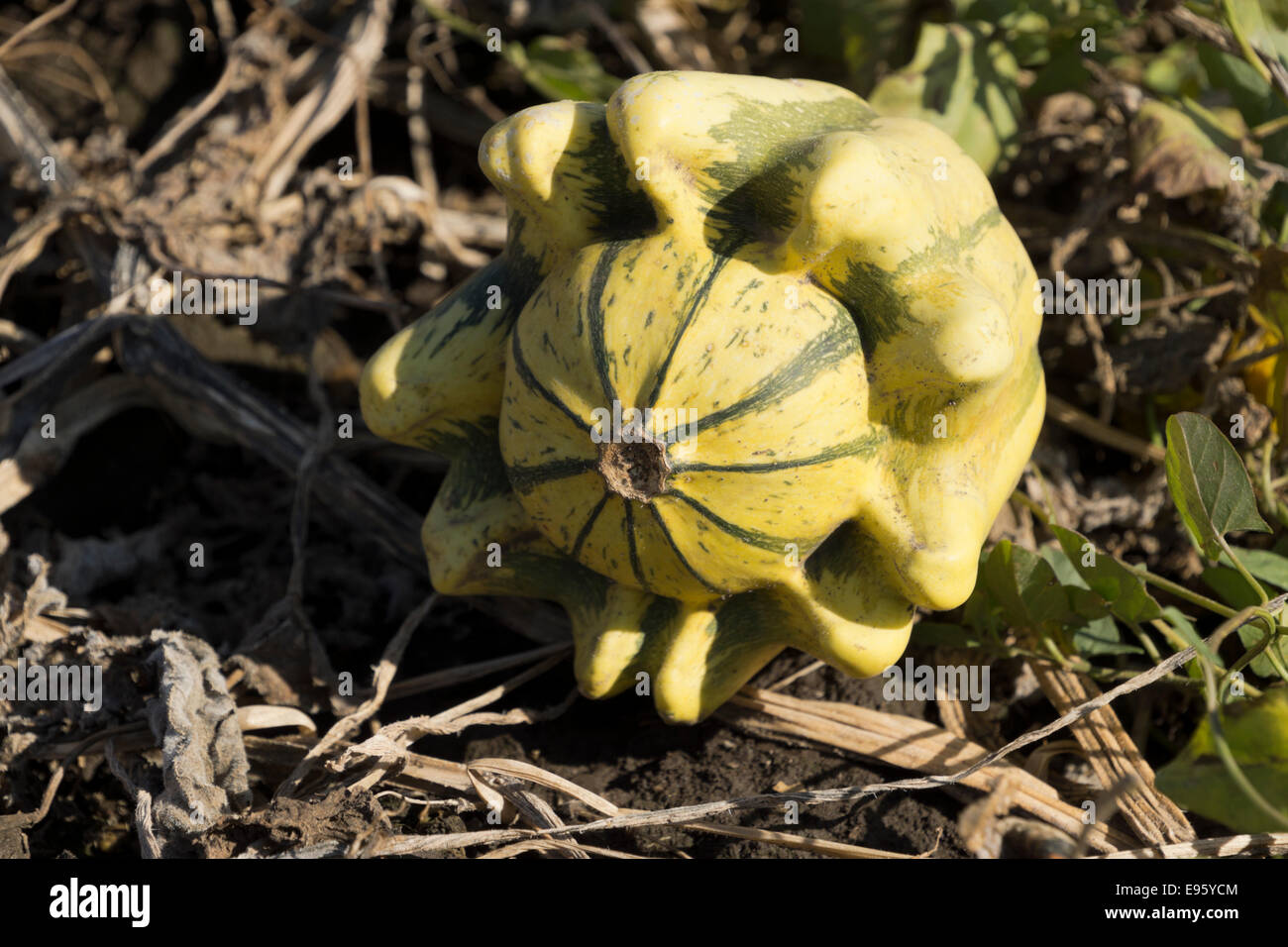 Crown of thorns gourd hi-res stock photography and images - Alamy
