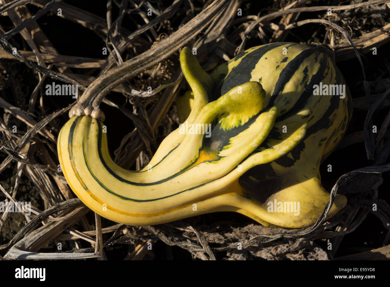 Crown of Thorns Gourd clings to vine in a northern Illinois field after ...