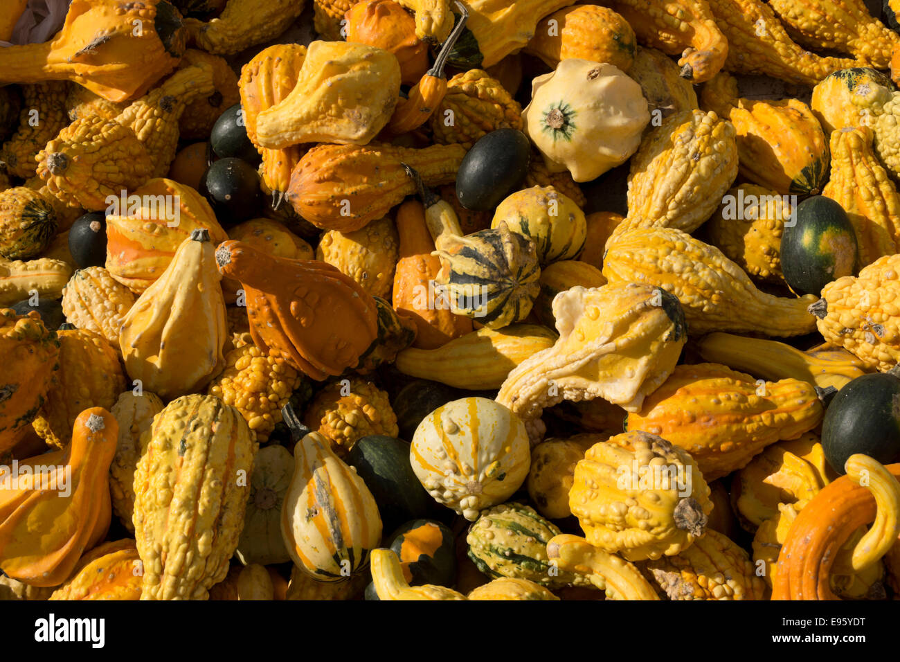 Variety of gourds on display in a bin at a farm market in northern ...