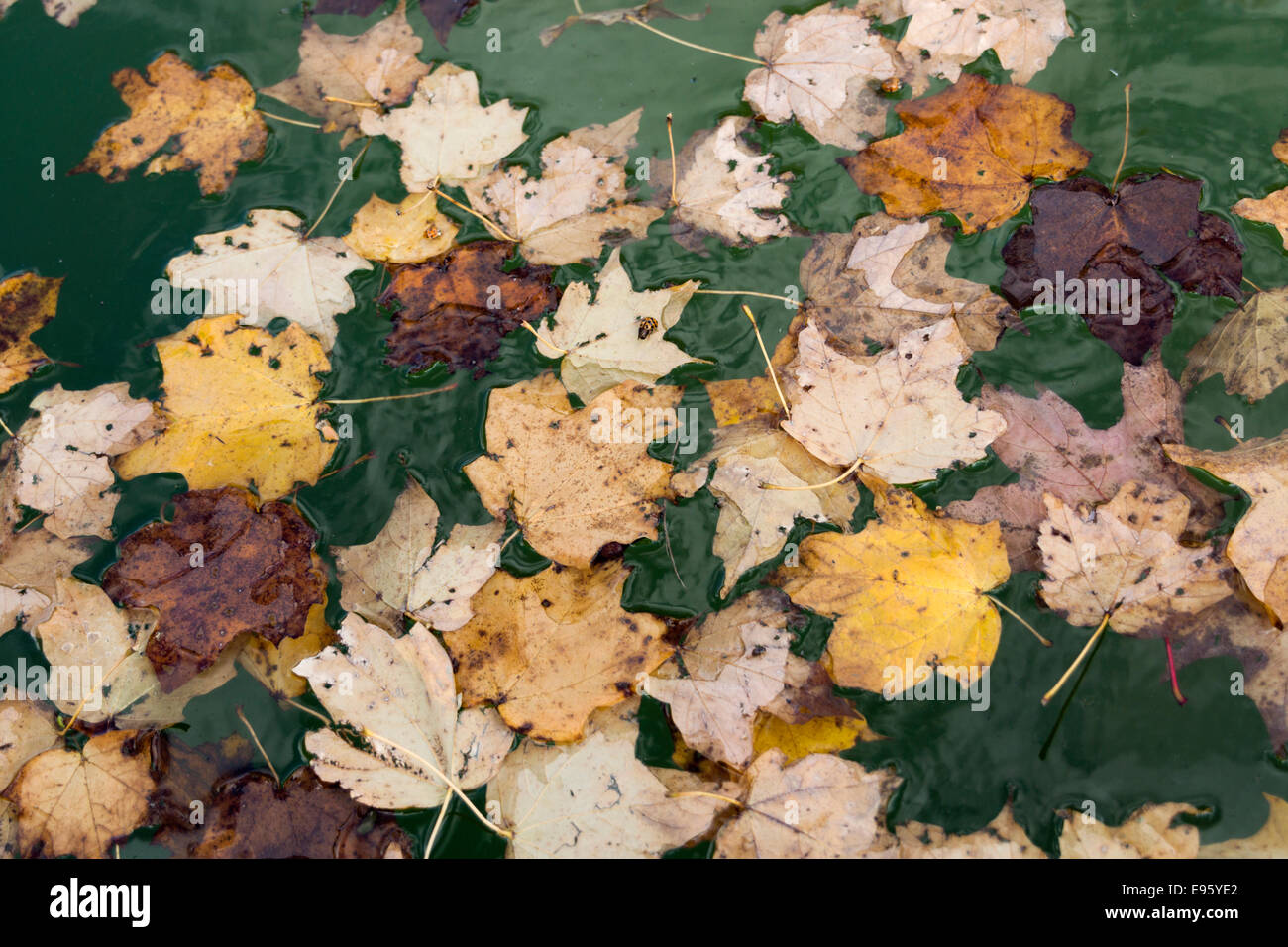 Floating pond leaves hi-res stock photography and images - Alamy