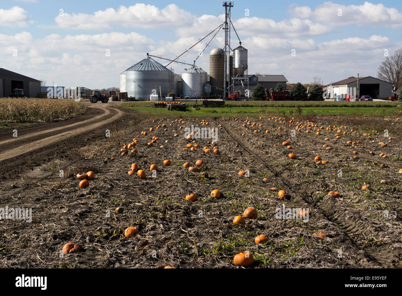 Late season pumpkin patch on a northern Illinois farm field after ...