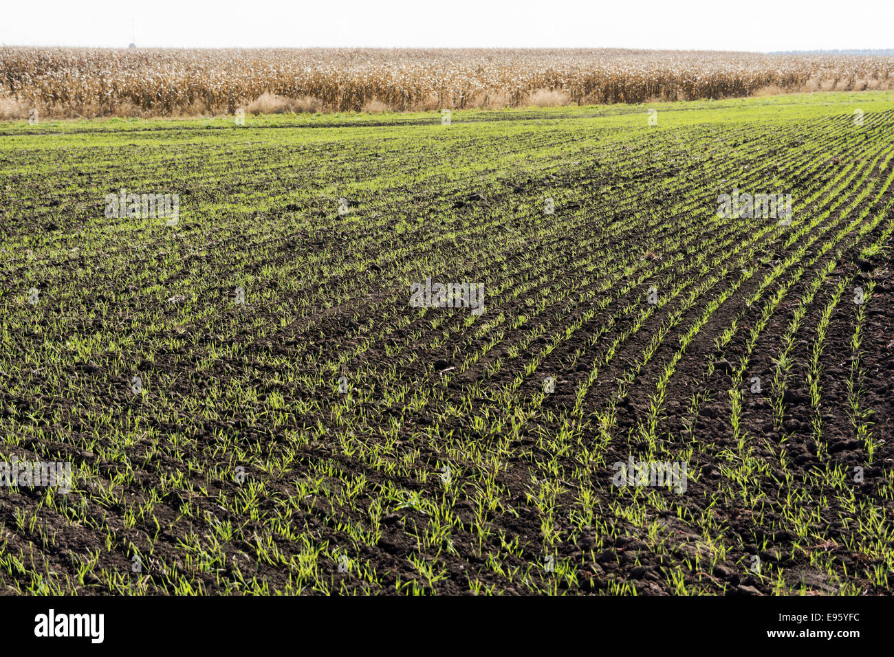 Wheat from usa hi-res stock photography and images - Alamy