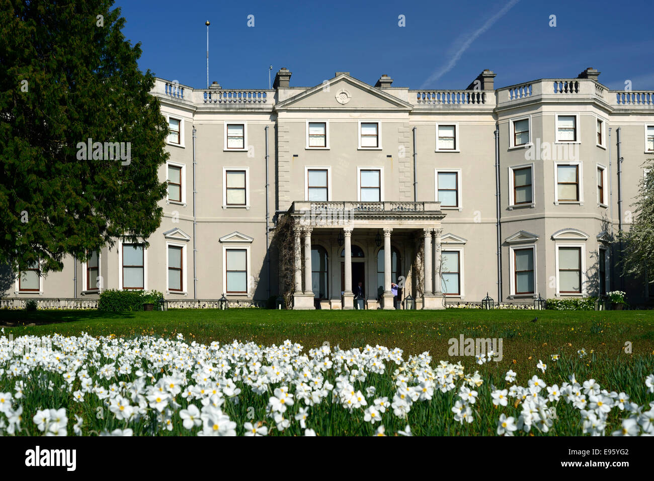 narcissus recurvus naturalize naturalise naturalised lawn farmleigh ...
