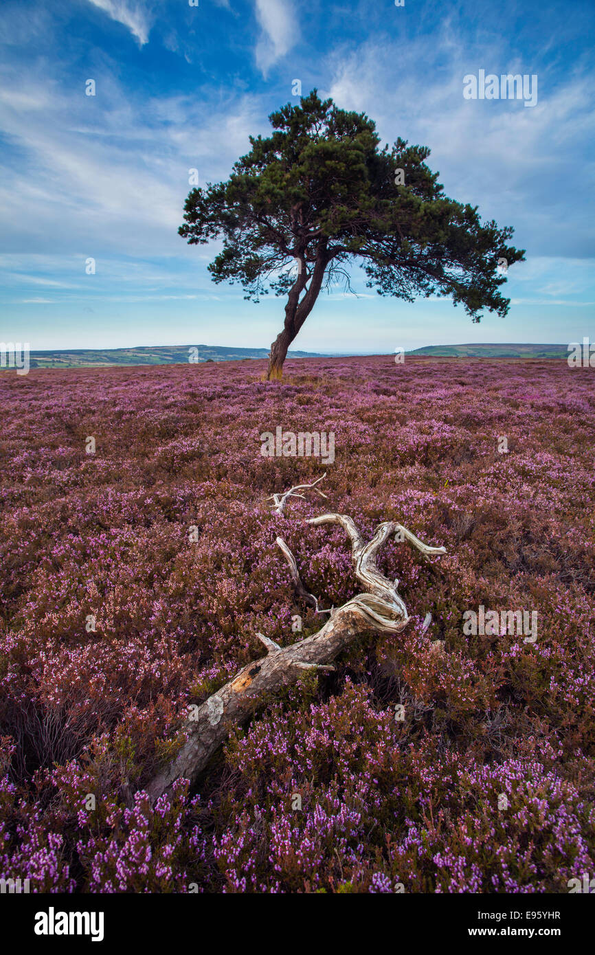 North york moors heather hi-res stock photography and images - Alamy
